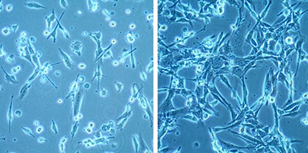 MCA205 Mouse Fibrosarcoma Cell Line | SCC173